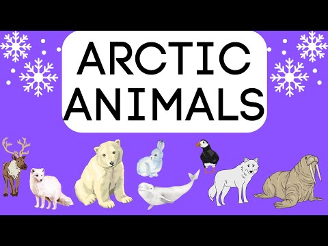 ARCTIC ANIMALS for children- Educational video