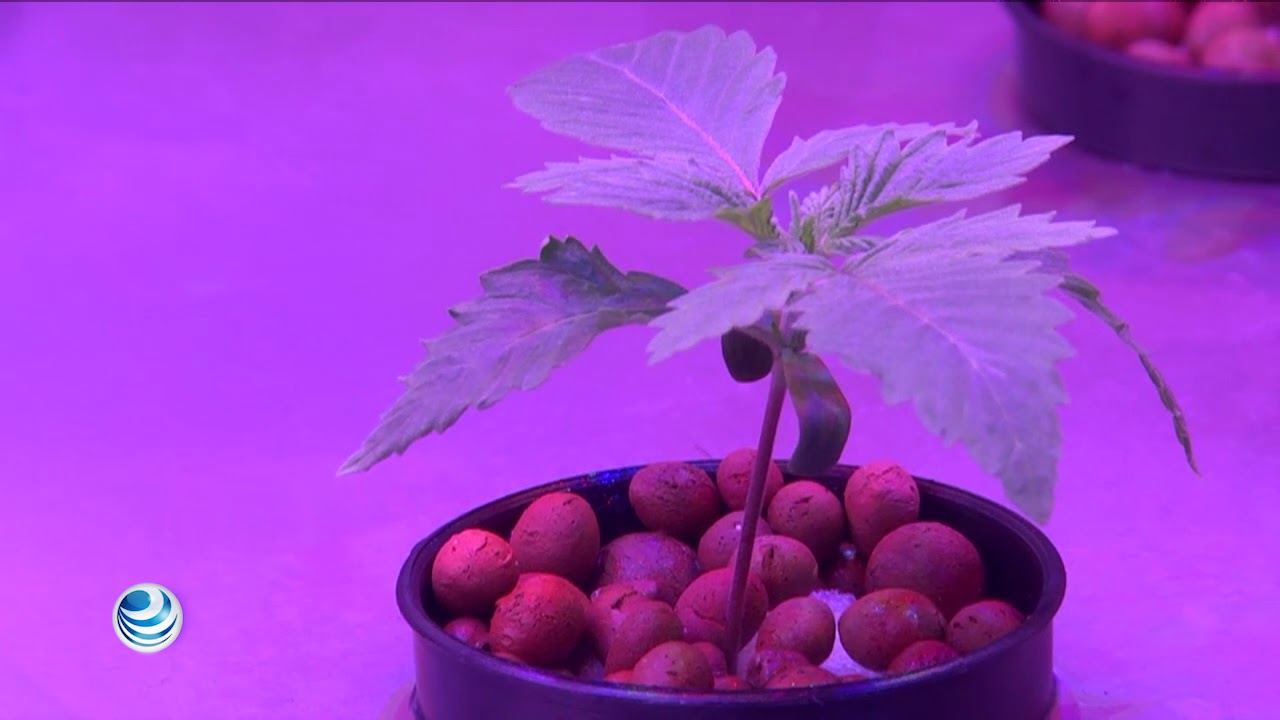 Tailandia experimenta el uso terapéutico de cannabis