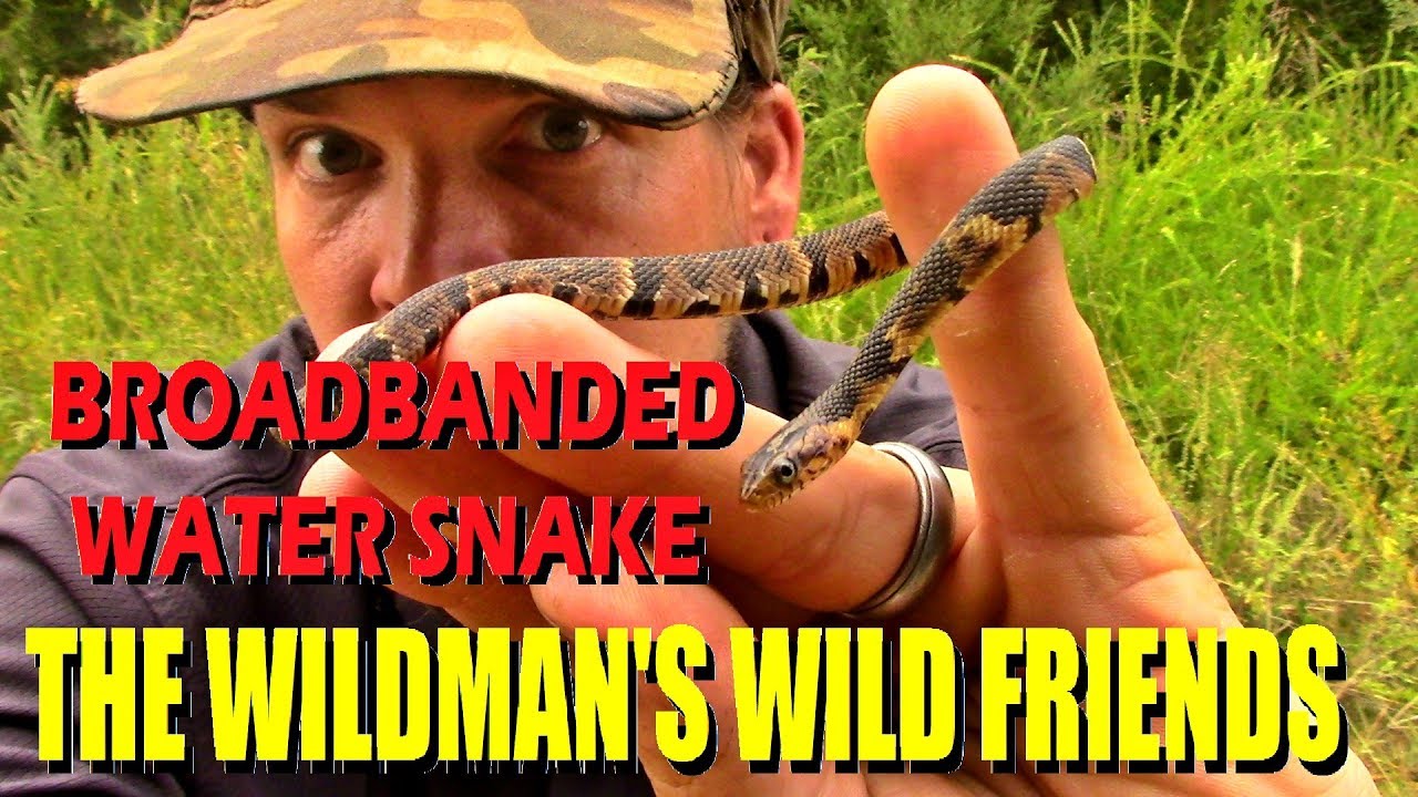 BROADBANDED WATER SNAKE - THE WILDMAN'S WILD FRIENDS - EPISODE 74