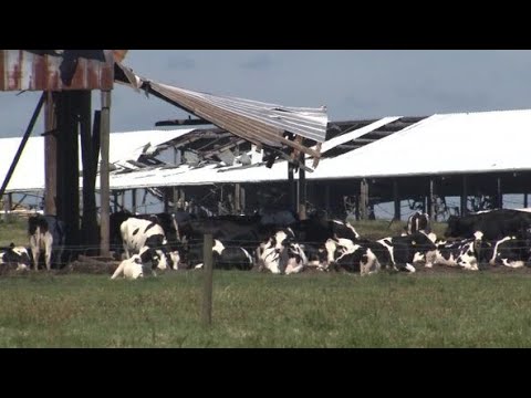 GiveSendGo | Help Dakin Dairy Farm post hurricane Ian