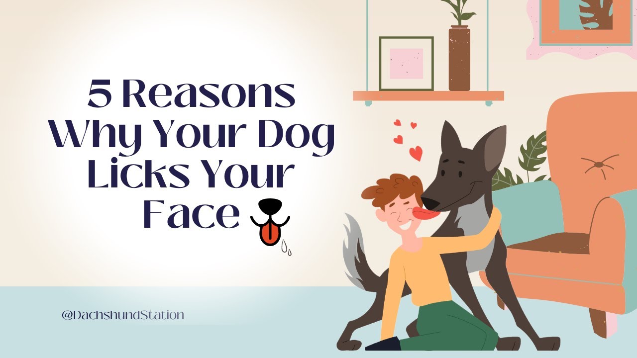 5 Real Reasons Why Your Dog Licks Your Face!