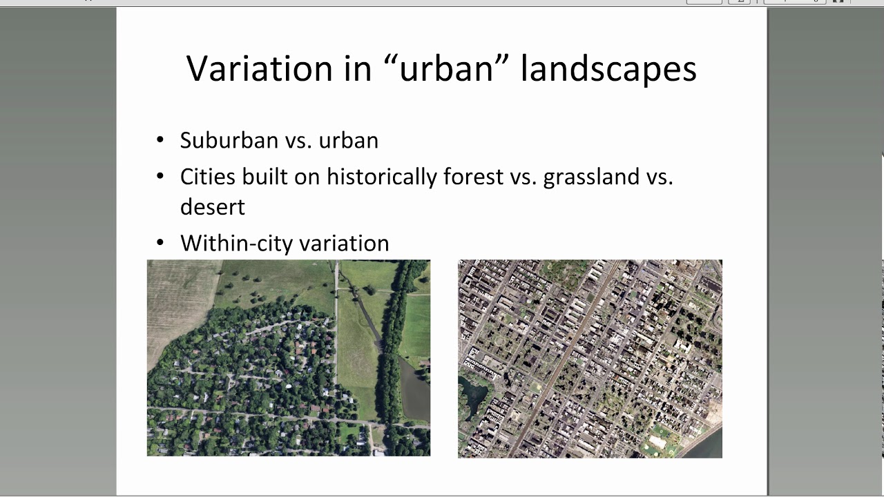 Pollinator Conservation in Cities
