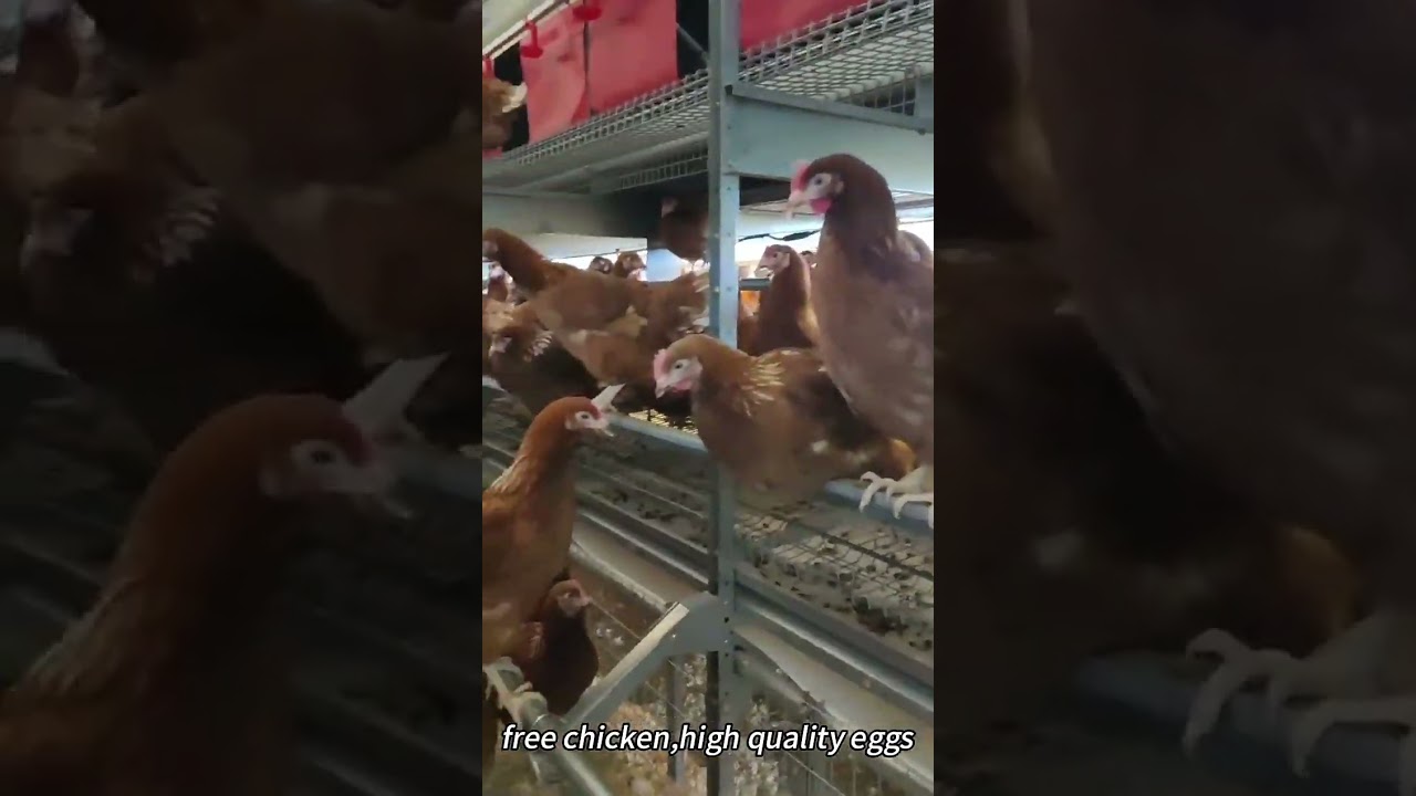 Aviary System For Laying Hens