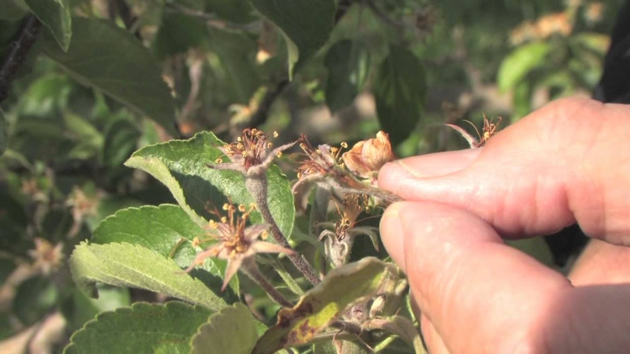 Assessing Spring Freeze Damage to Apples