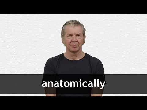 ANATOMICALLY definition and meaning | Collins English Dictionary