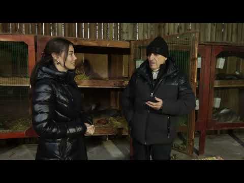 Moj savršeni ljubimac ep. 288 23.12.2024. Belgijski orijaš, kunići