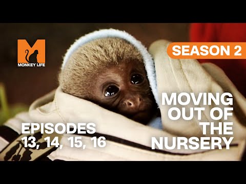 Growing Up in Monkey Life | S02 E13, 14, 15 & 16 | Full Episodes