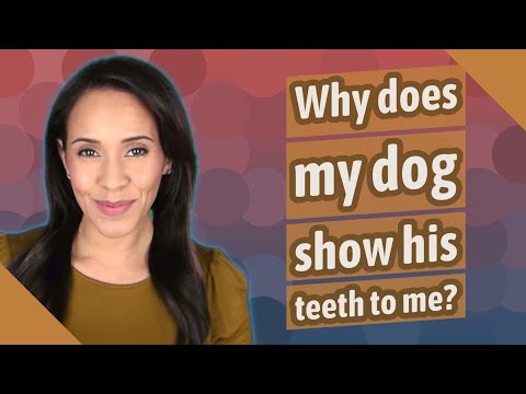 Why does my dog show his teeth to me?