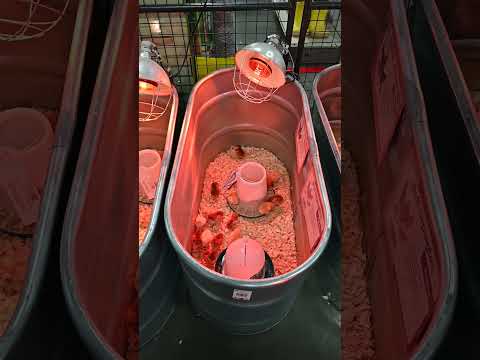 Raising backyards is fun and practical. Tractor Supply can help. #tractorsupply #backyardchickens