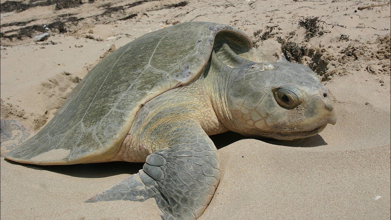 Facts: The Kemp's Ridley Sea Turtle