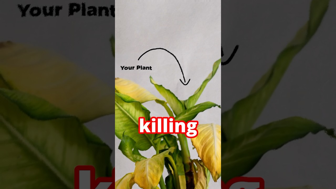 Why your plants keep dying.