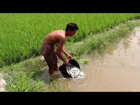 Growing Rice and Fish together | Rice and Fish Mixed farming in South Asia | 3rd Eye Unfold