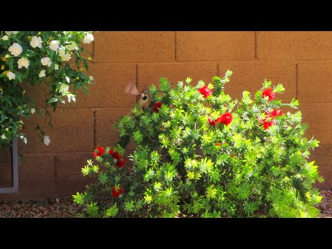 True Sparrow in Arizona - USA