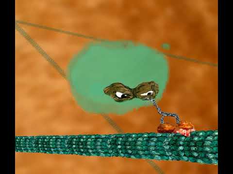 Another new animated video for the “Crazy Cell” – Good Science Writing