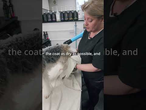 Does the fox terriers in your salon get nervous around blasters? - Fox Terrier Trim Masterclass