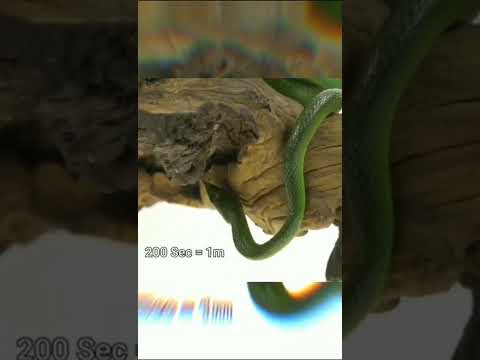 ||comedy video duniyaka ajibo gareb snake #snake #comedyvideo|| telegram link π description