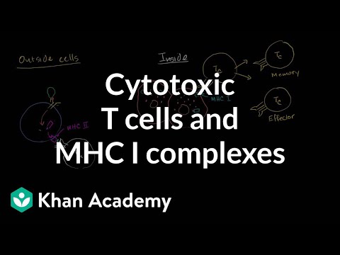 Cytotoxic T cells and MHC I complexes