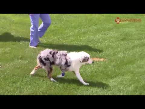 Canine Distemper is Deadly in Dogs Who Are Not Vaccinated