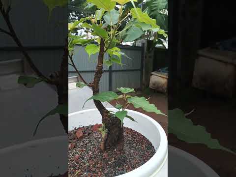 Bonsai Ficus Religiosa #bonsai