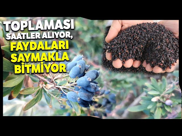 Karamuk: Enfeksiyon Hastalıklarına Birebir - Nefis Yemek Tarifleri