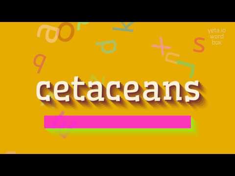How to say "cetaceans"! (High Quality Voices)