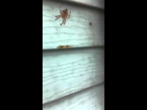 Scary Spider in my Front Yard