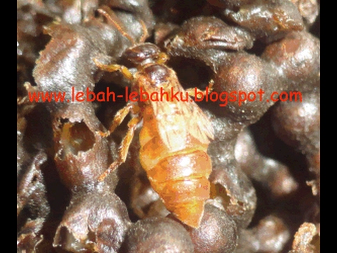 RATU Lebah klanceng atau kelulut | Kesehatan