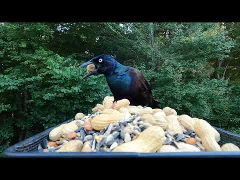 Common Grackle