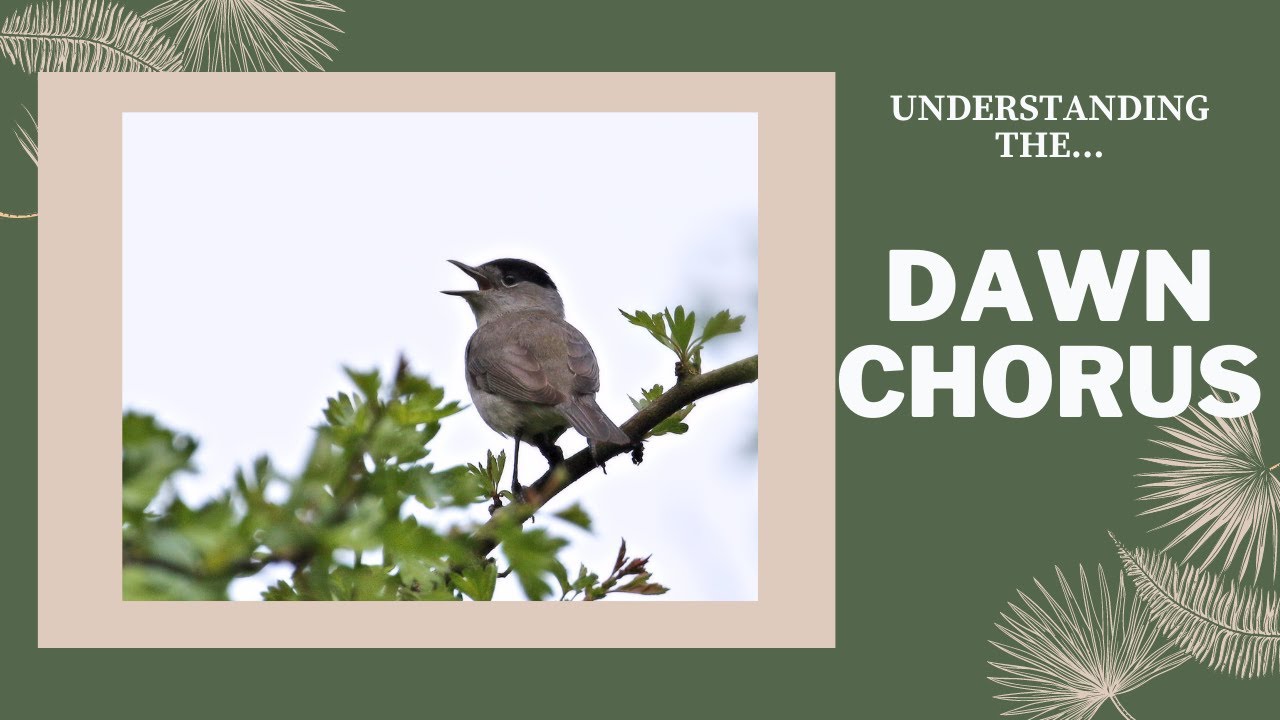 Dawn Chorus Explained  Relaxing Nature Sounds & Bird Behaviour for Beginners
