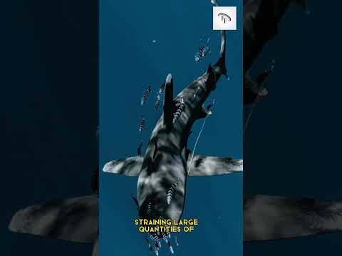 5 Fun Facts about basking sharks #funfacts #interestingfacts #facts #shorts #shark #baskingshark
