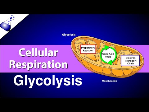 Glycolysis | Cellular Respiration | Bioenergetics synthesis of PGAL