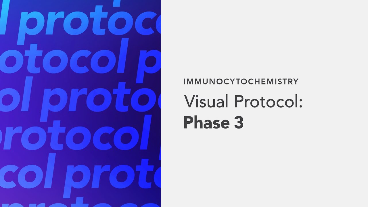 Immunocytochemistry Visual Protocol: Phase 3