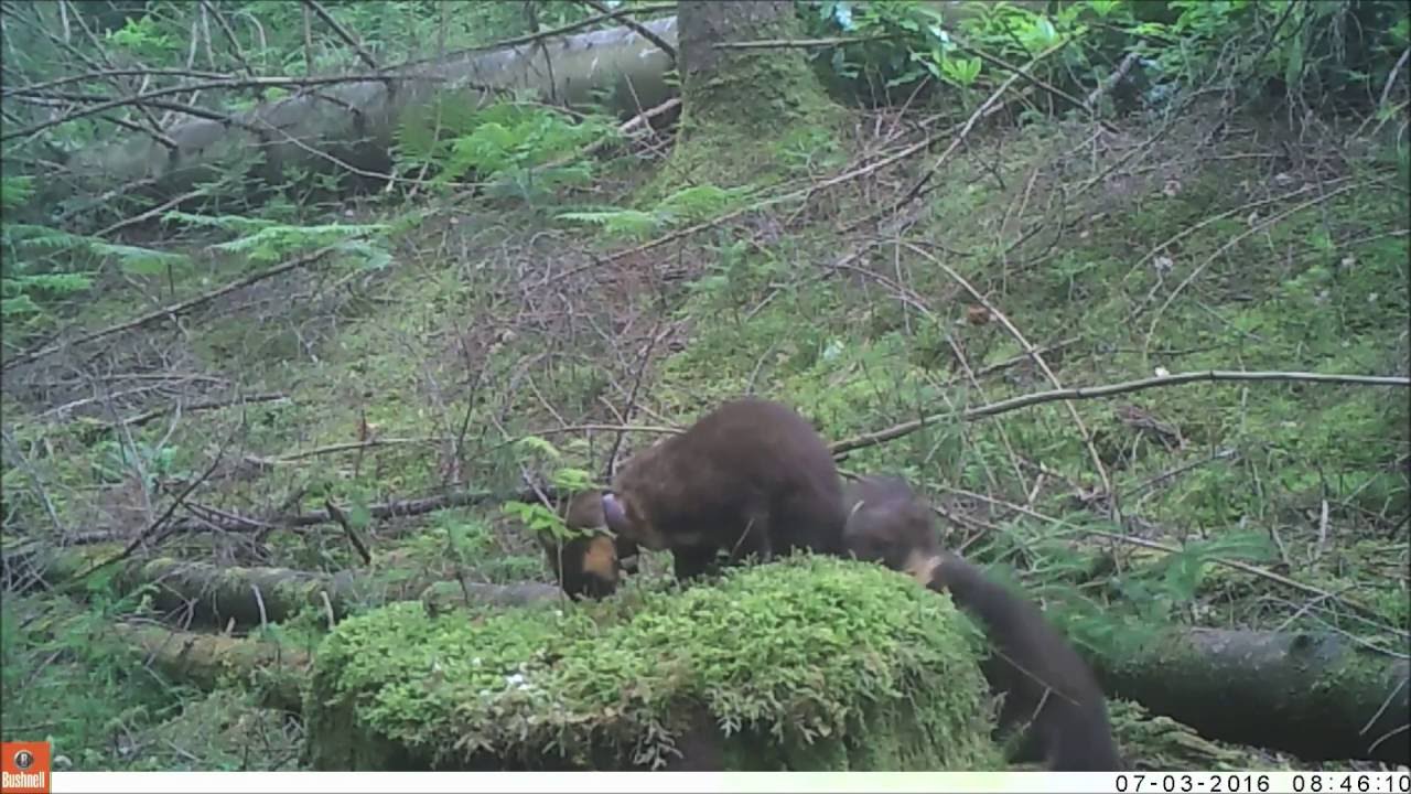 Pine marten with kit
