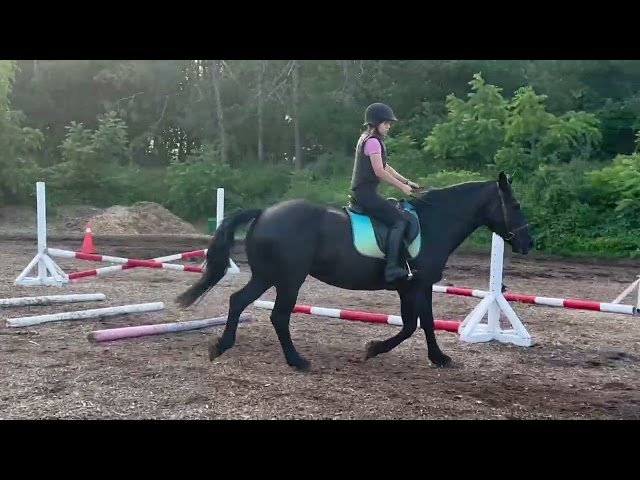 CANADIAN/PERCHERON MARE | Horses & Ponies for Rehoming | Markham / York ...