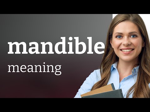 Mandible | what is MANDIBLE definition