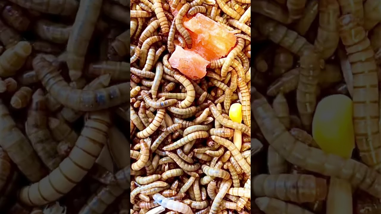 Mealworms crawling #shorts #insects #birdfood #mealworms