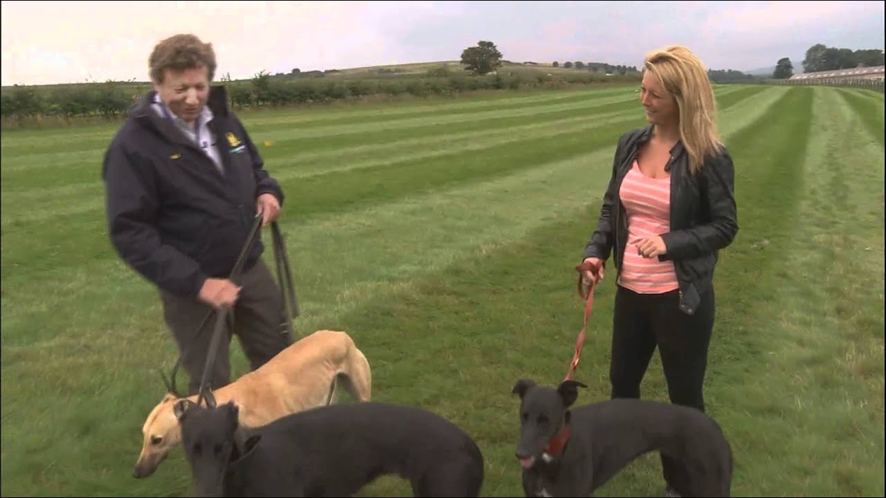 Mark Johnston training greyhounds