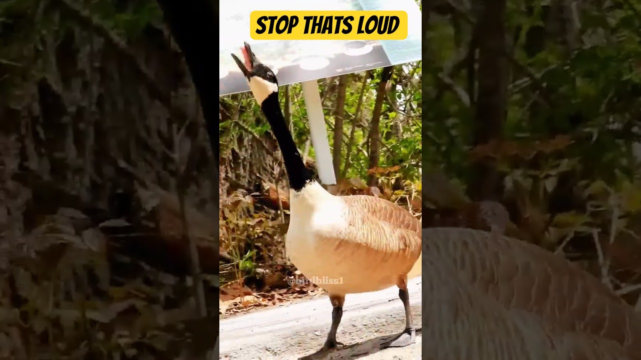 Canada Goose Honking Sound