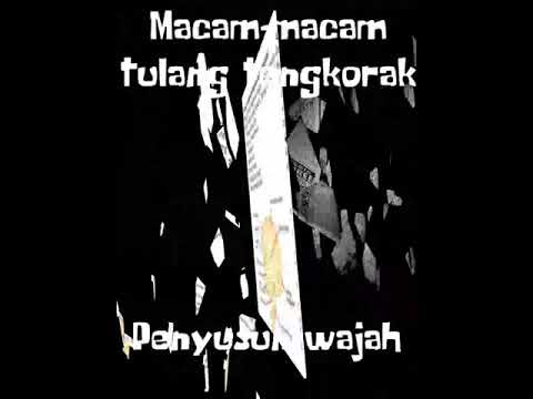 Macam-macam tulang tengkorak penyusun wajah