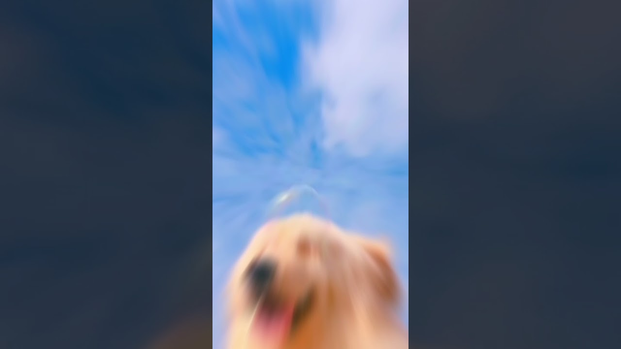 Cute Puppy's Wallpaper 🐶🐶 😍😍 || #shorts #video #viral
