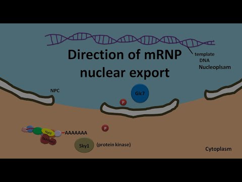 mRNA transport from nucleus to cytoplasm