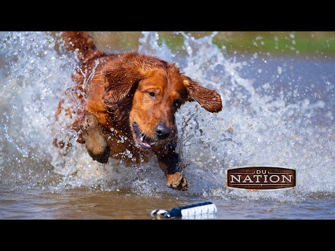 Taking Great Gun Dog Photos | DU Nation