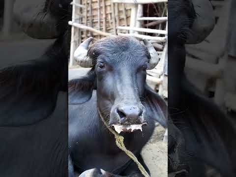 Ruminant #shorts