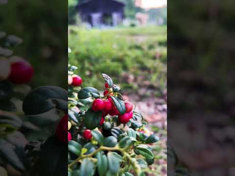 Growing lingonberries in Kentucky #smallfarm #berries #ikeahack