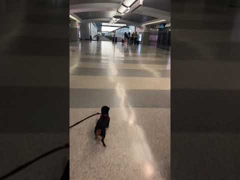 Marcello Returns Home From CVG Airport
