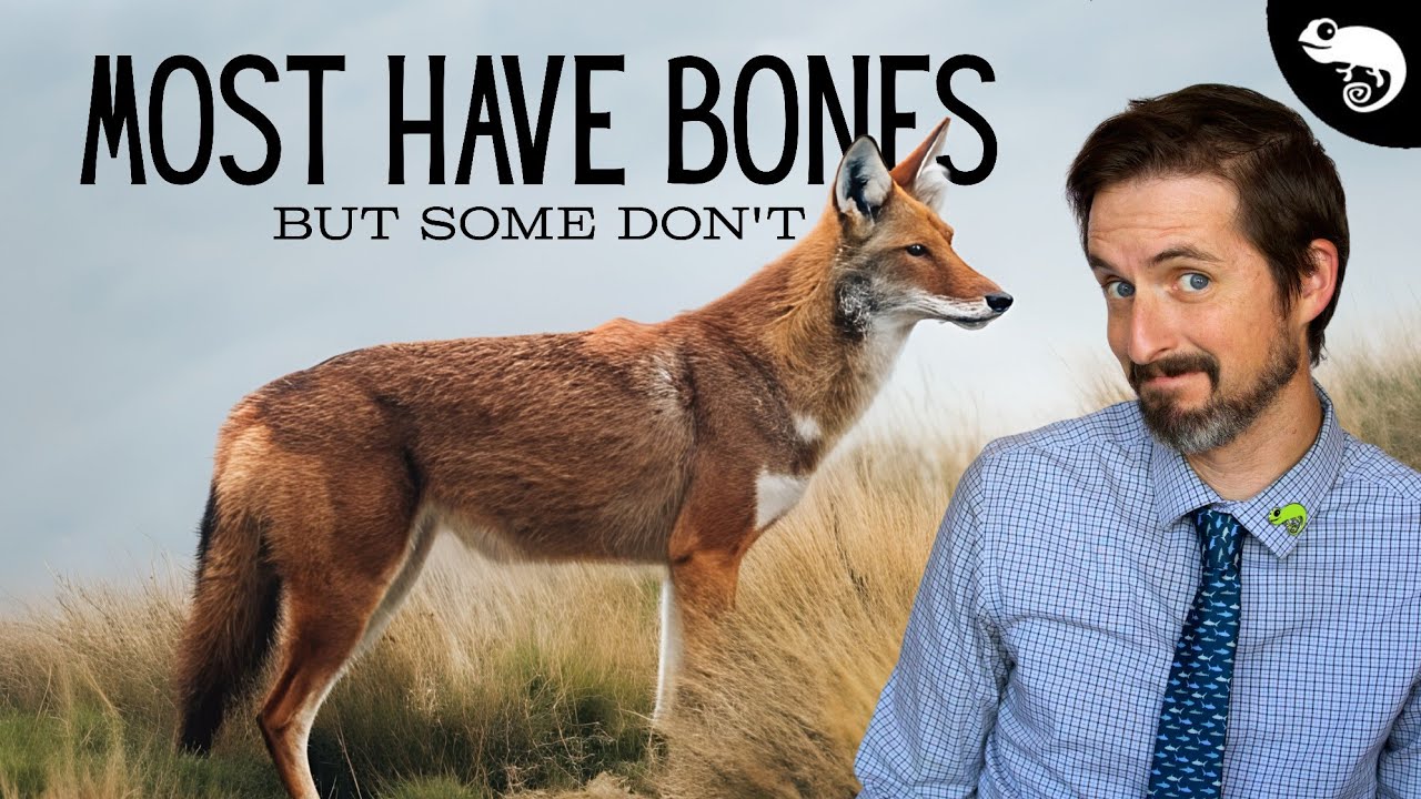 Not All Dogs Have Bones