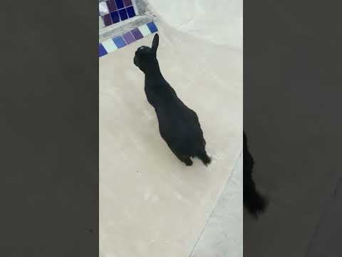skatin with goats