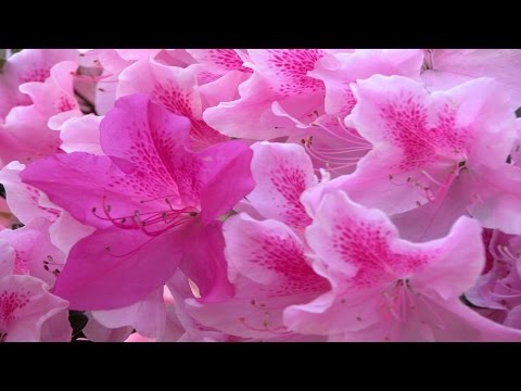 Most Beautiful Azalea Flower Ever You Seen