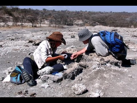 In Search of Human Origins: A Paleontologist’s Perspective