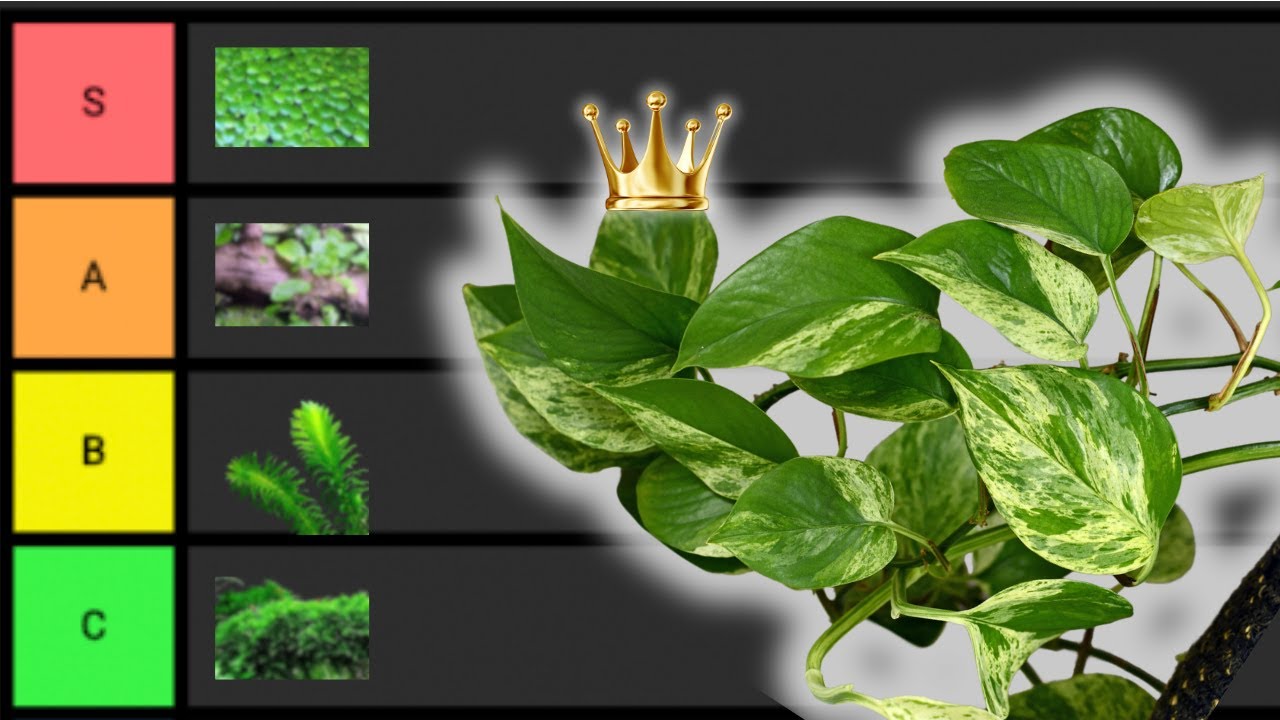 Ranking The Best Nutrient Control Plants for Your Aquarium | Galaxy.ai